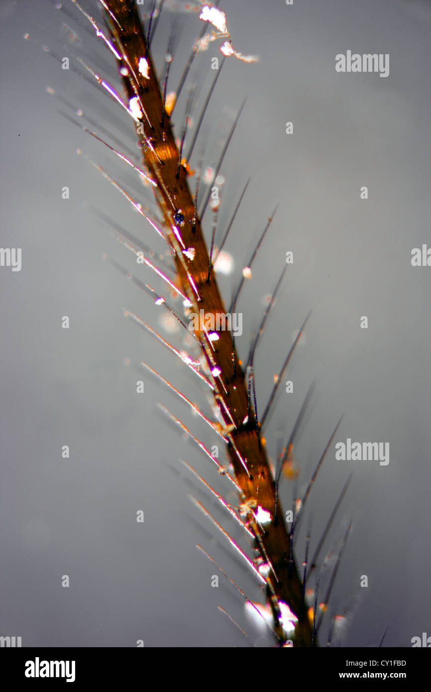 Insect microscope hi-res stock photography and images - Alamy