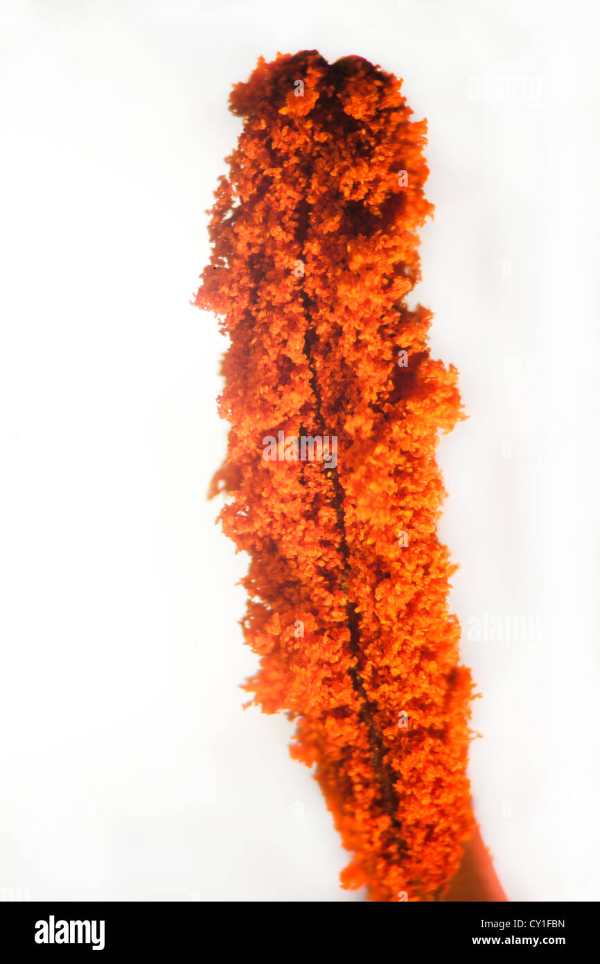 Microspores of seed-producing plants Stock Photo - Alamy