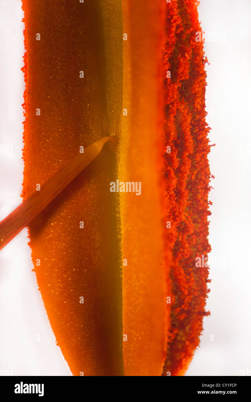 Plant Pollen Microscopic High Resolution Stock Photography and Images ...