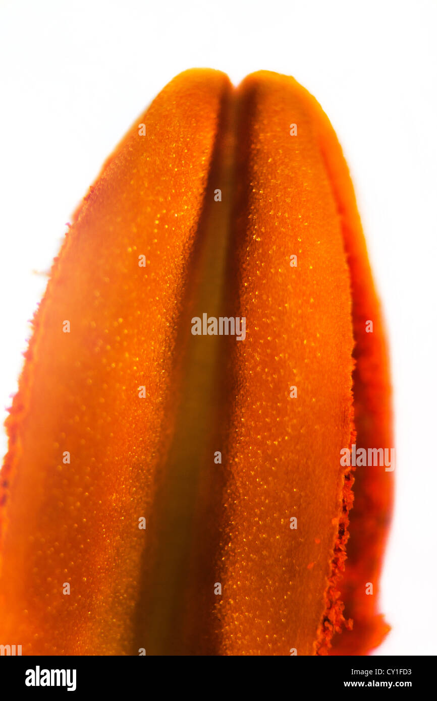 Microscopic plants hi-res stock photography and images - Alamy