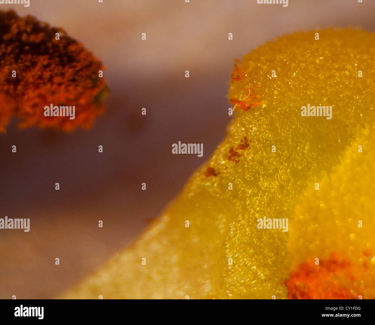 Microspores of seed-producing plants Stock Photo - Alamy