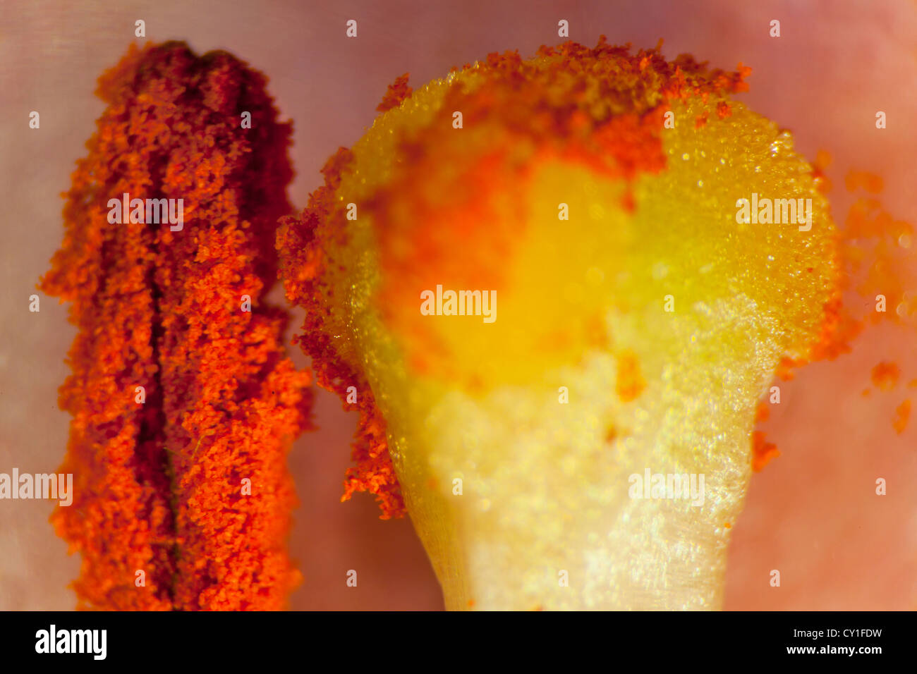 Plant pollen microscopic hi-res stock photography and images - Alamy