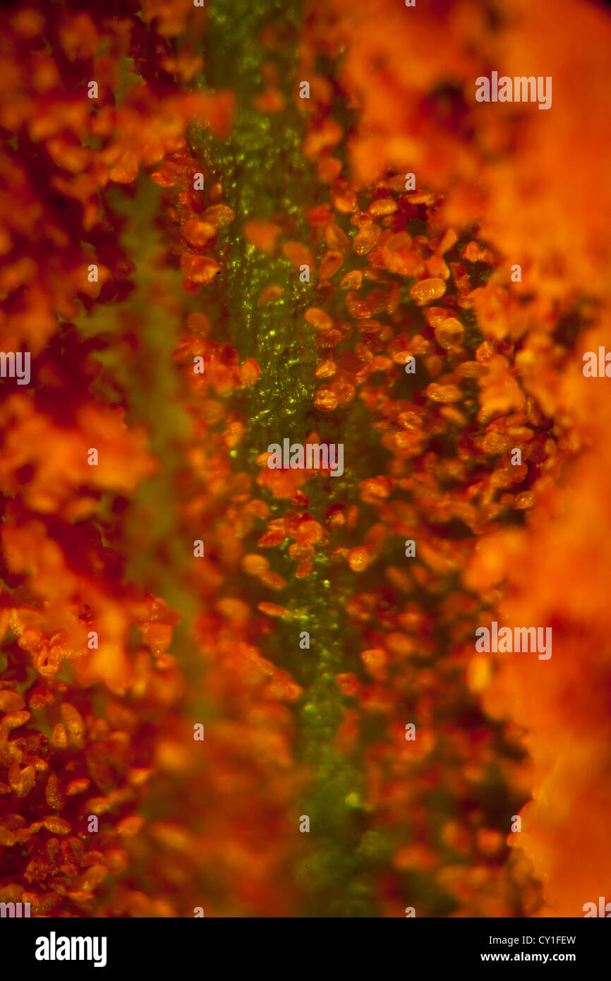 Microspores of seed-producing plants Stock Photo - Alamy