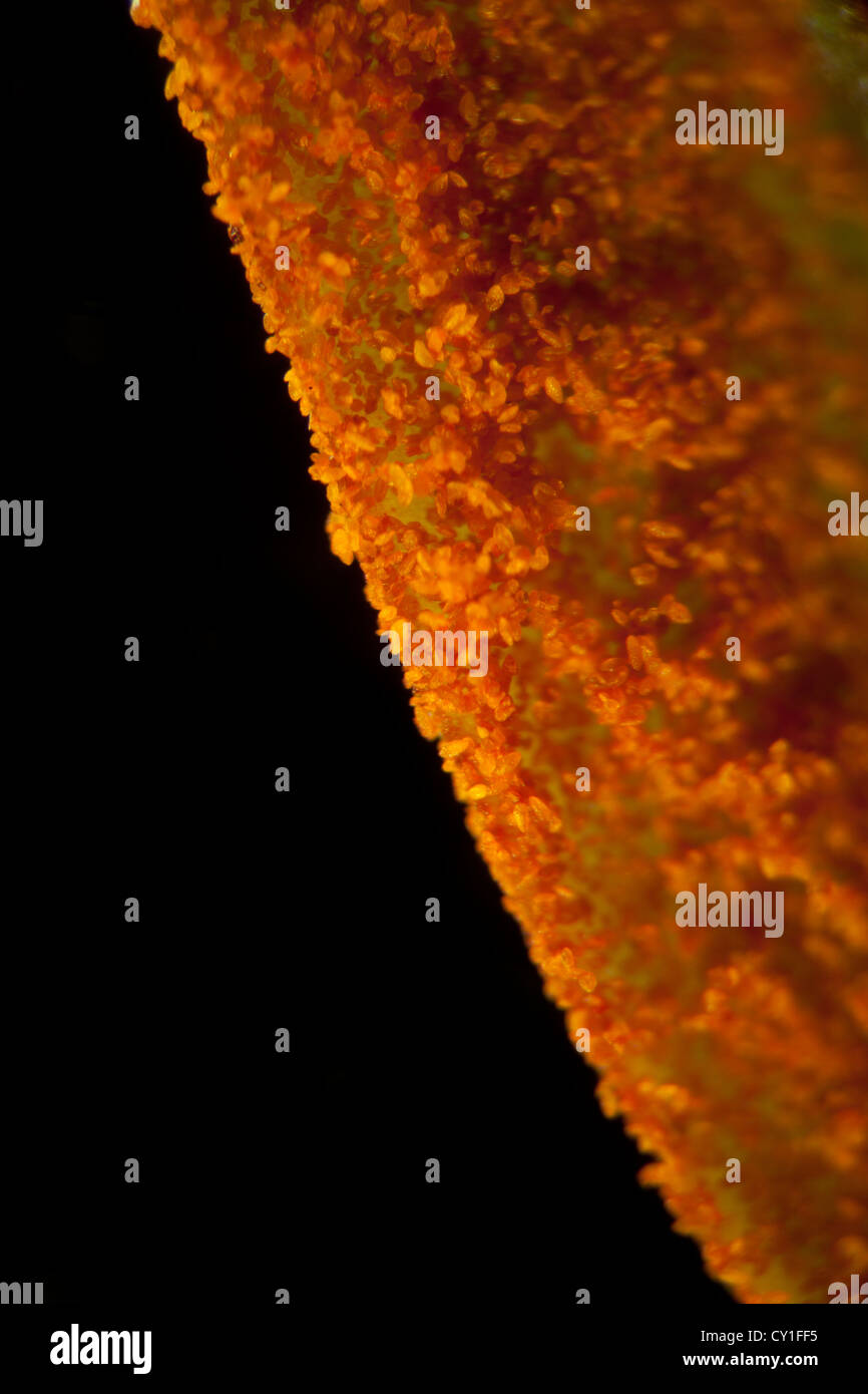 Plant pollen microscopic hi-res stock photography and images - Alamy