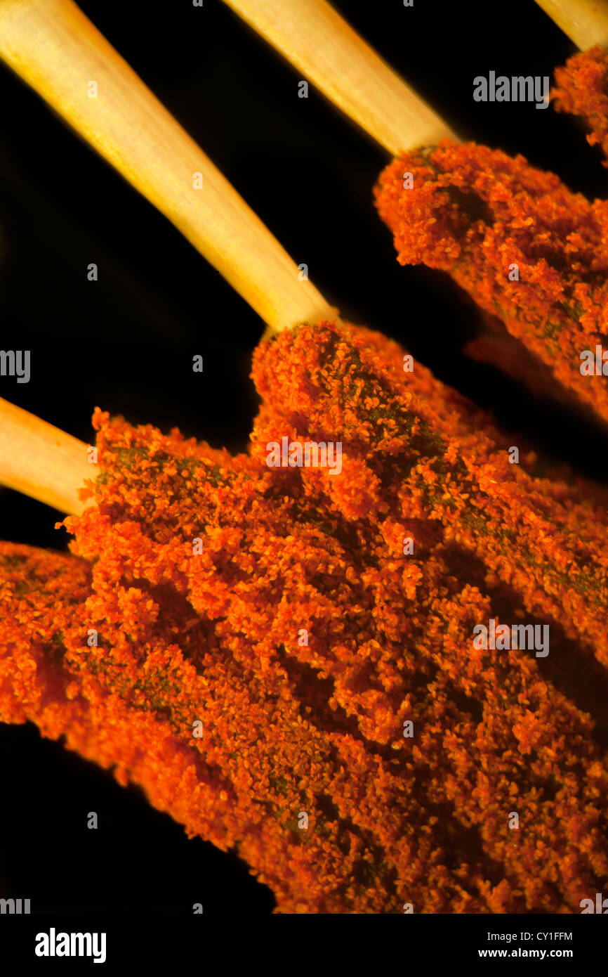 Microspores of seed-producing plants Stock Photo - Alamy