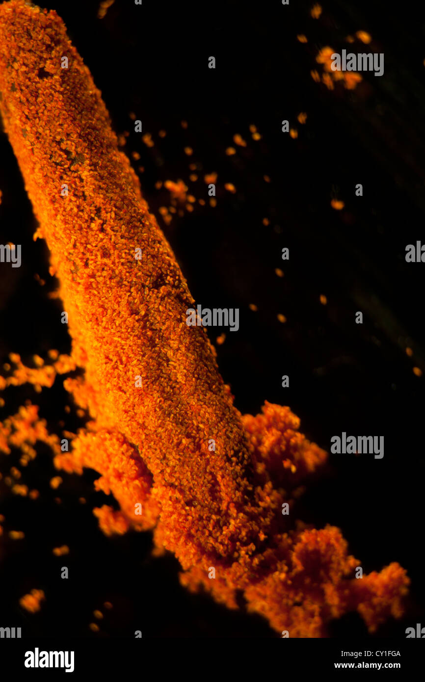 Microspores of seed-producing plants Stock Photo - Alamy