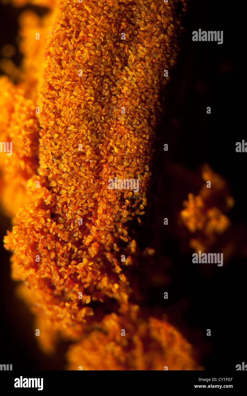Microspores of seed-producing plants Stock Photo - Alamy