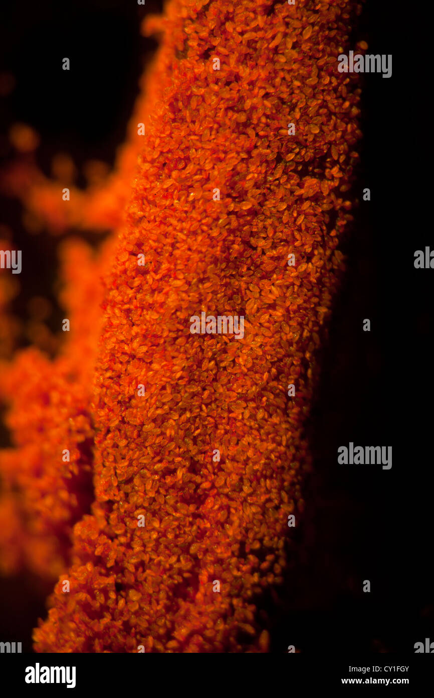 Microspores of seed-producing plants Stock Photo - Alamy