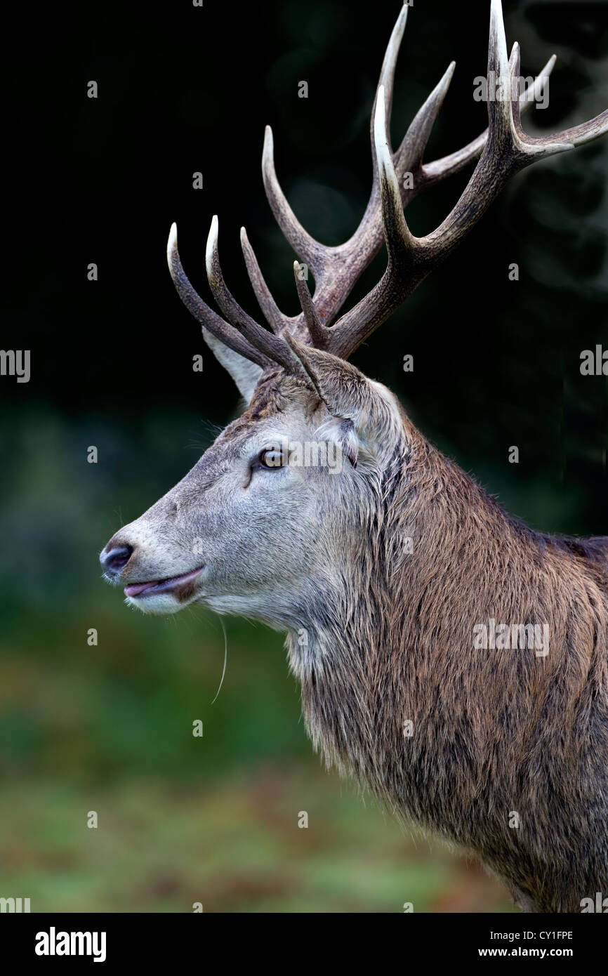 Red Deer stag (Cervus elaphus) close up headshot in profile showing a ...
