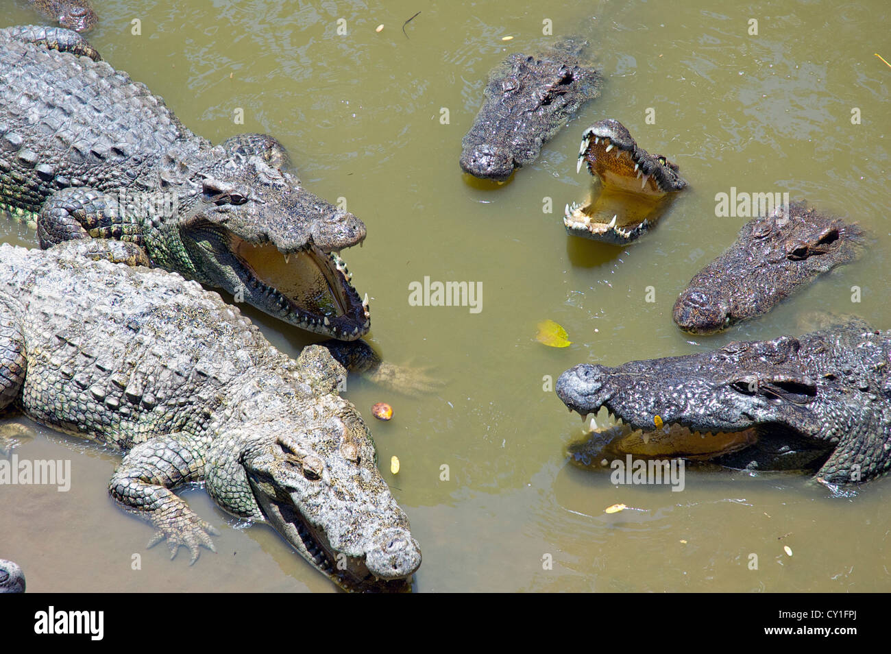 Eating crocodiles hi-res stock photography and images - Alamy