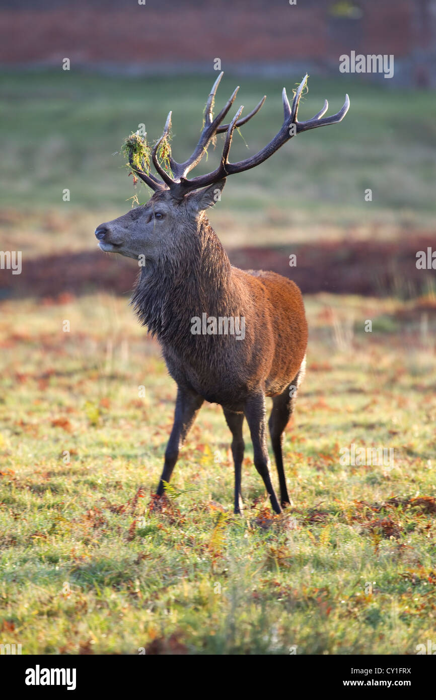 Red Deer Stag (Cervus elaphus) side lit by early morning sun and with ...