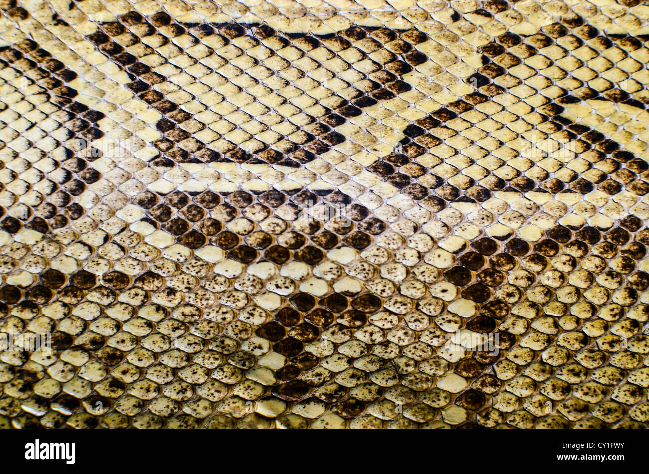 Snake skin texture Stock Photo - Alamy