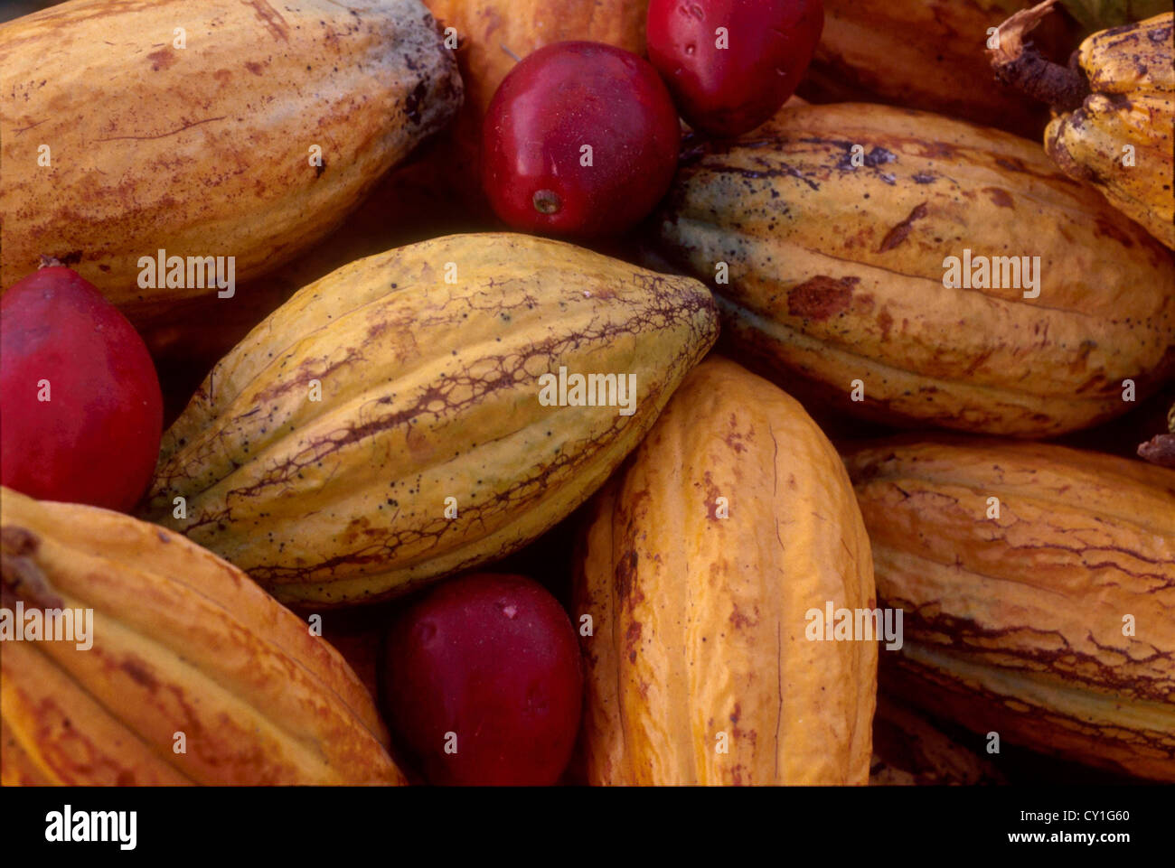 Cupuazu hi-res stock photography and images - Alamy