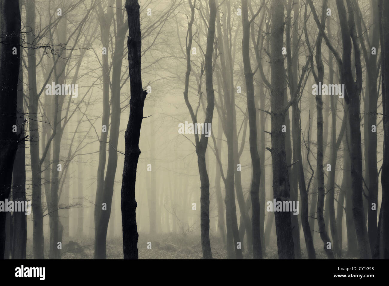 Trees in mist at dawn Stock Photo - Alamy