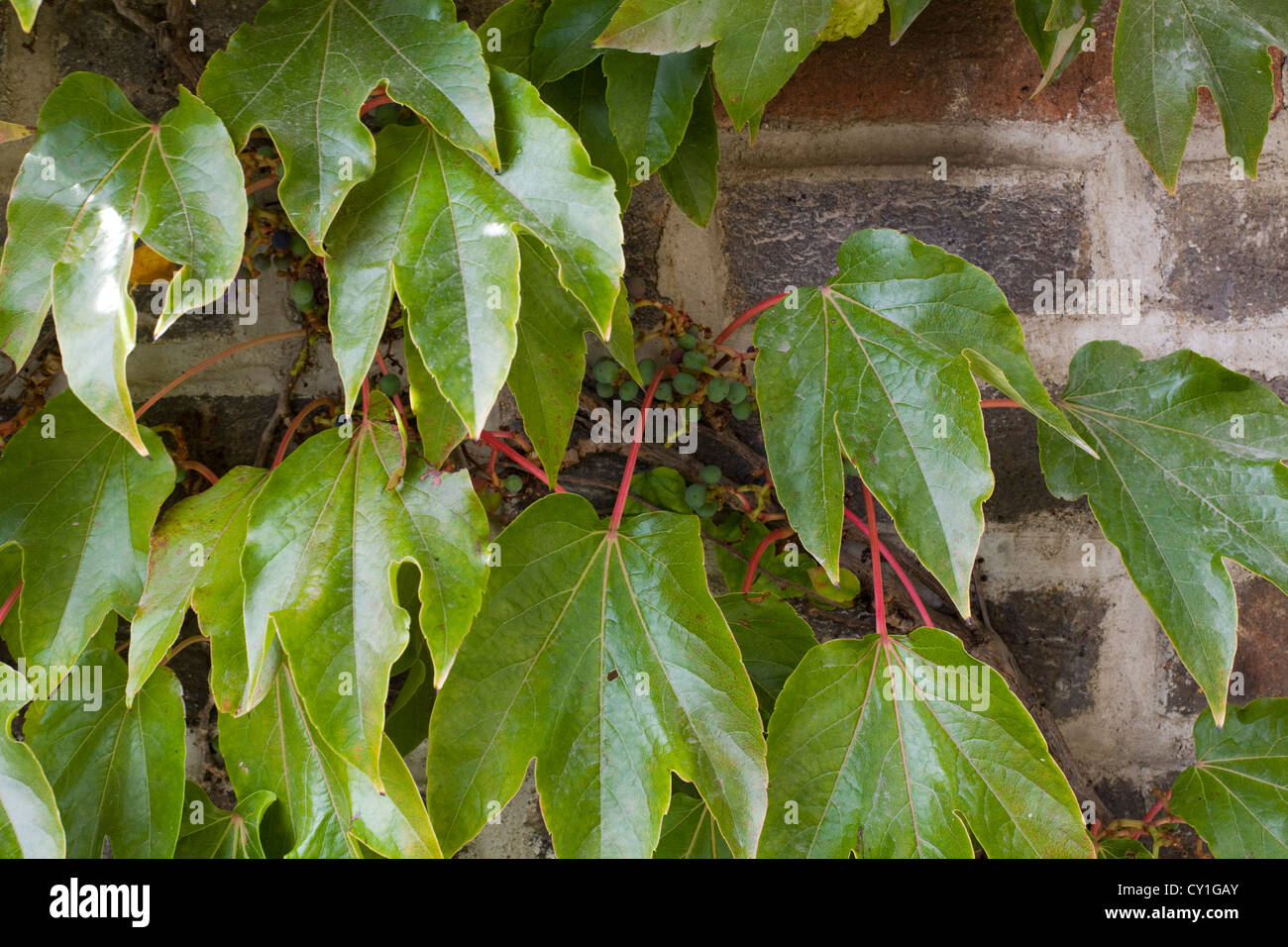 autumn ivy twines Stock Photo - Alamy