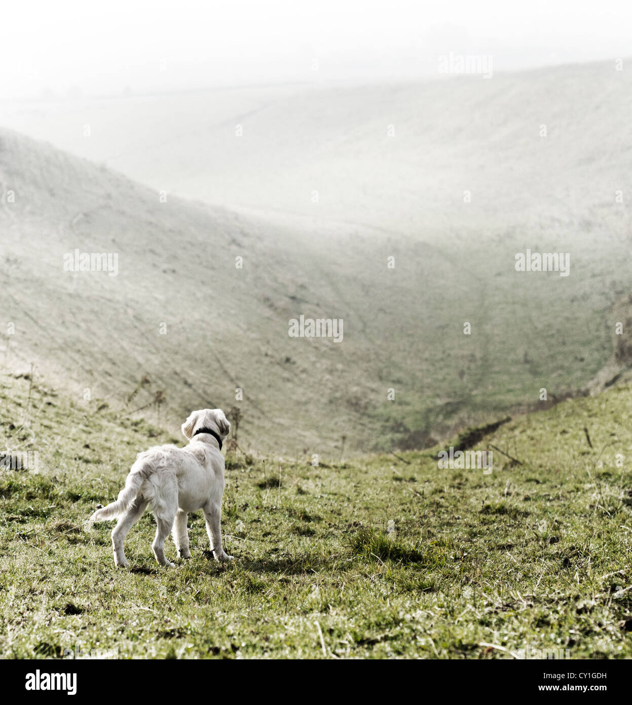 Golden Retriever Puppy Running in the countryside Stock Photo - Alamy