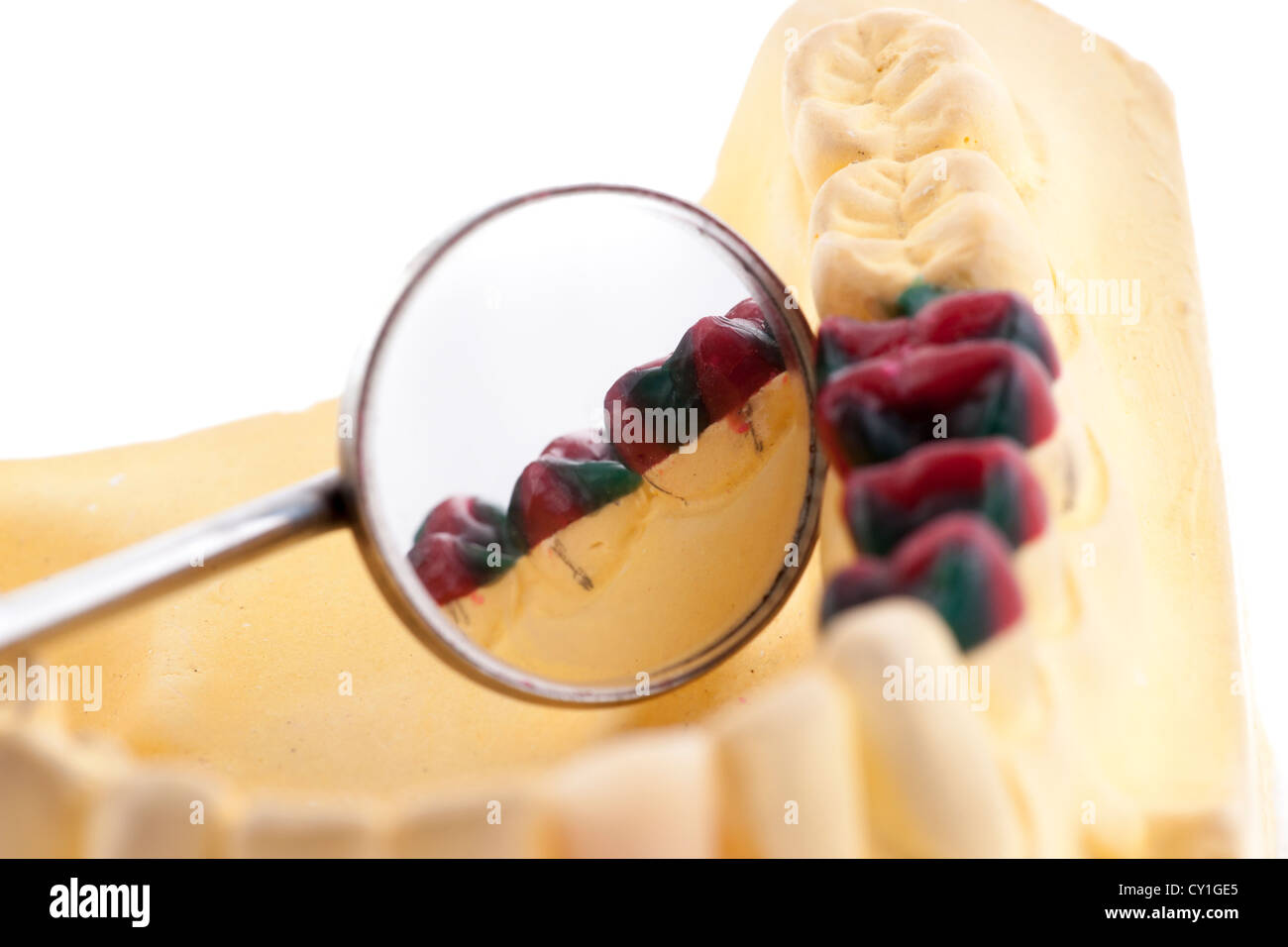 Denture cast model and dental tools Stock Photo - Alamy
