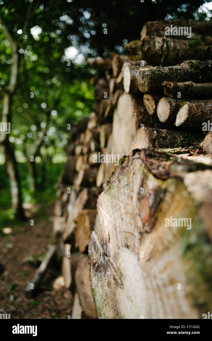 Stack logs chopped trees hi-res stock photography and images - Alamy