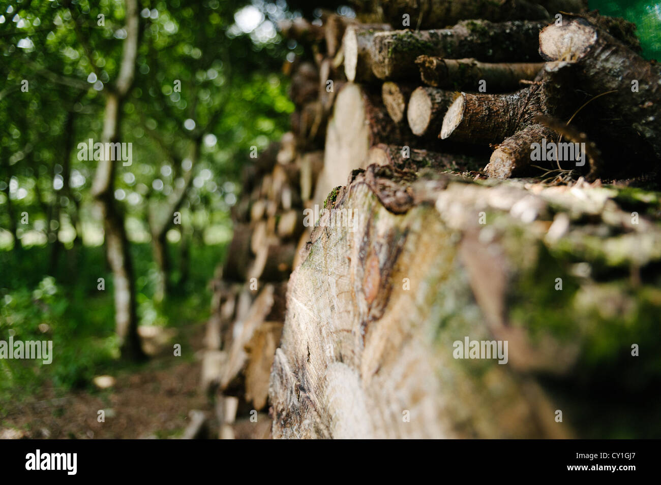 A stack of trees that have been cut down Stock Photo - Alamy