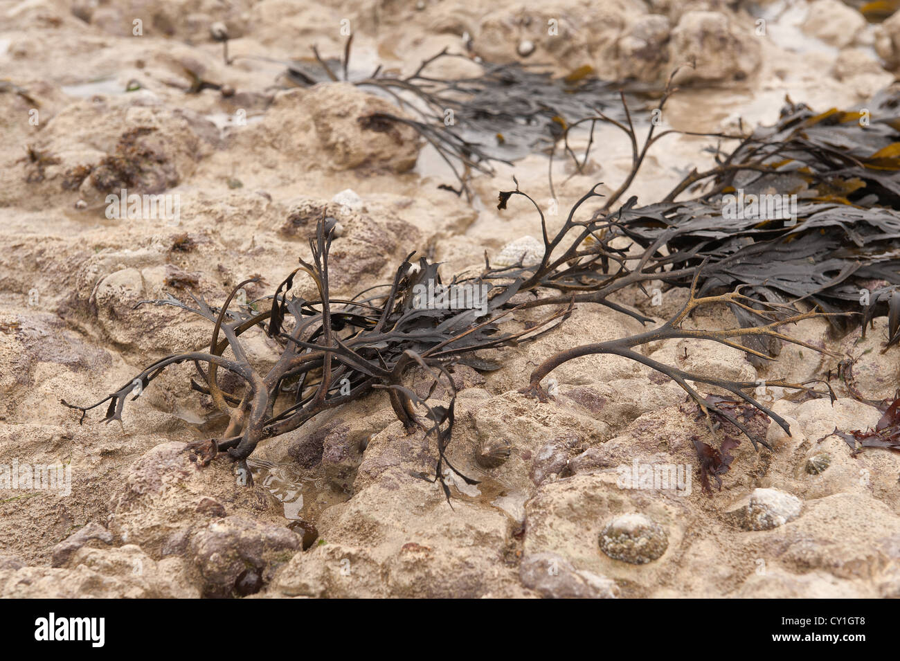 Small bladder wrack hi-res stock photography and images - Alamy