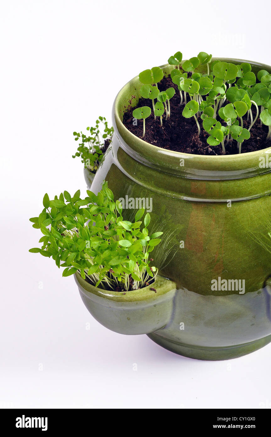 Photo of herbs in pot on white background Stock Photo - Alamy