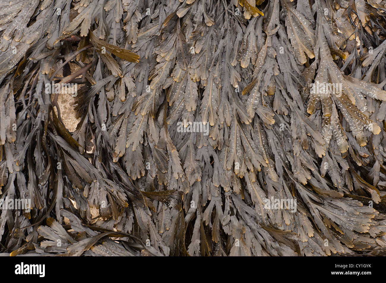 Mat wrack hi-res stock photography and images - Alamy