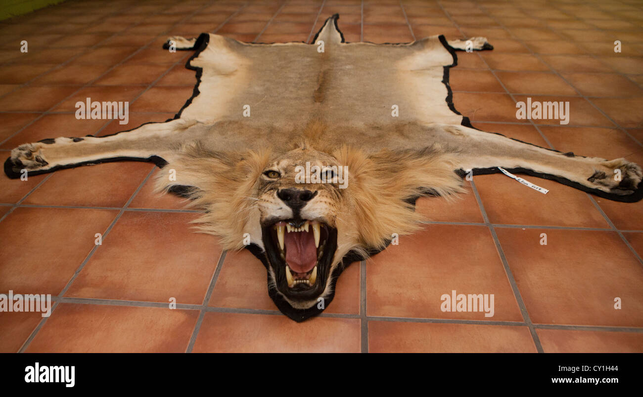 Taxidermy lion rug hi-res stock photography and images - Alamy