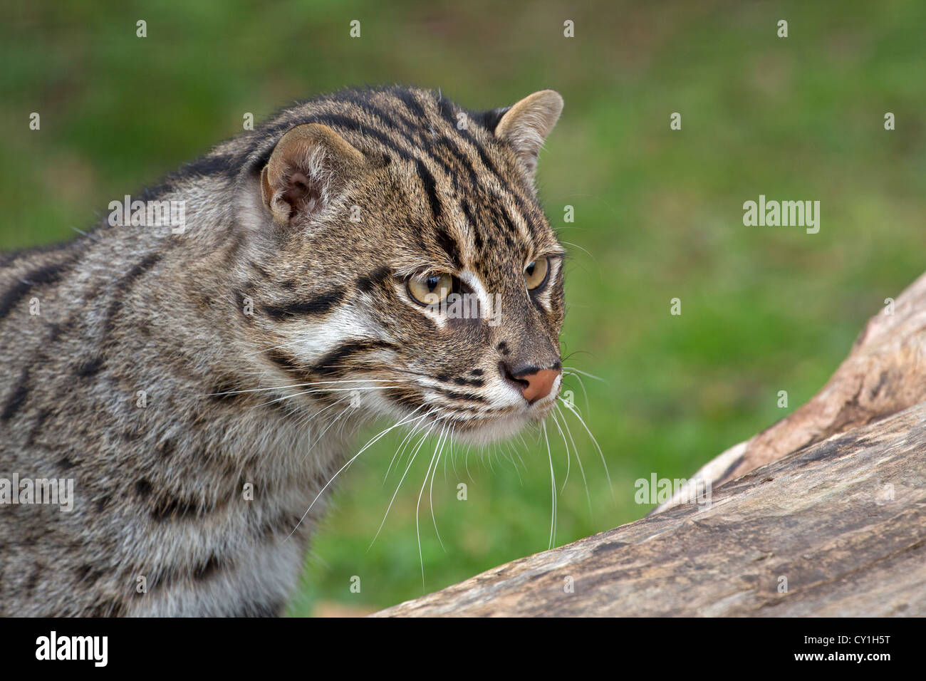 Fishing cat prionailurus viverrinus hi-res stock photography and images ...