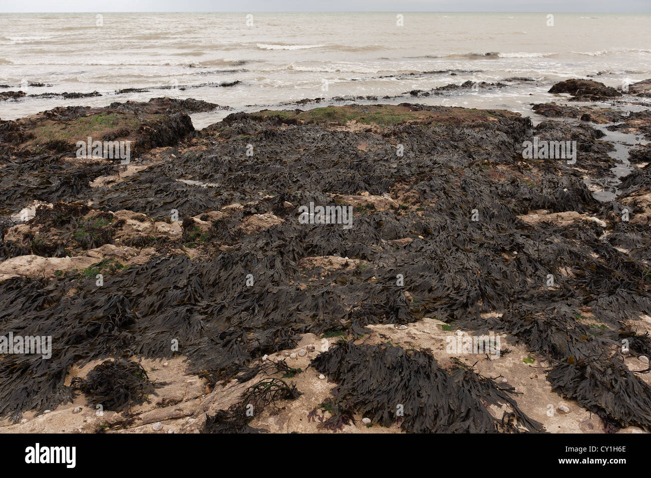 Small bladder wrack hi-res stock photography and images - Alamy