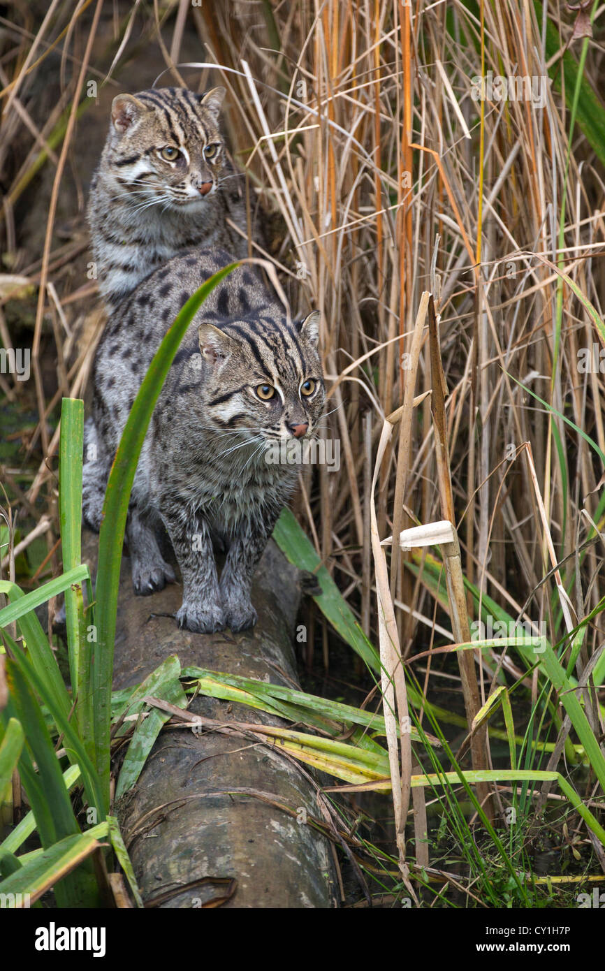Cats fishing hi-res stock photography and images - Alamy
