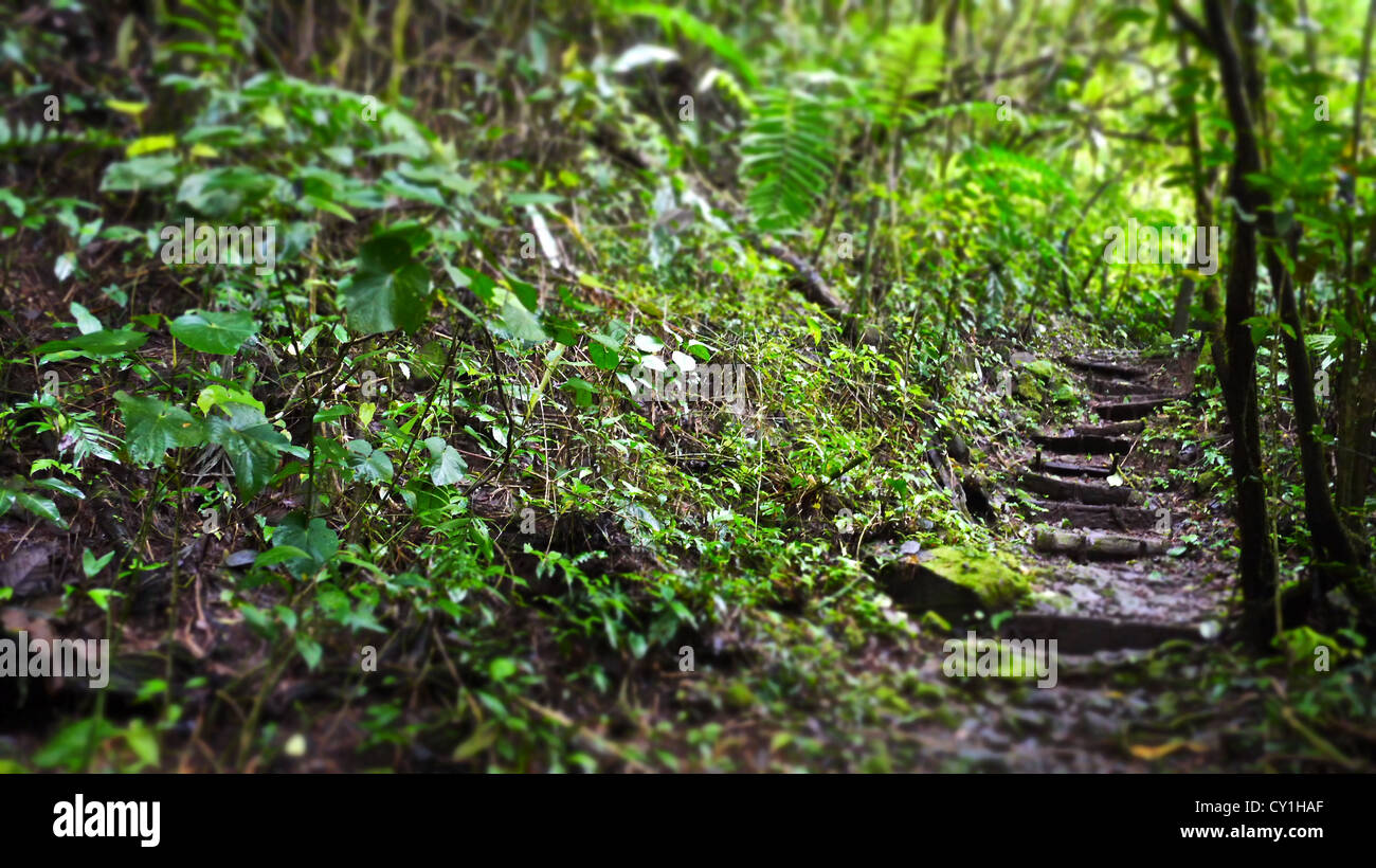 A lush jungle trail Stock Photo - Alamy