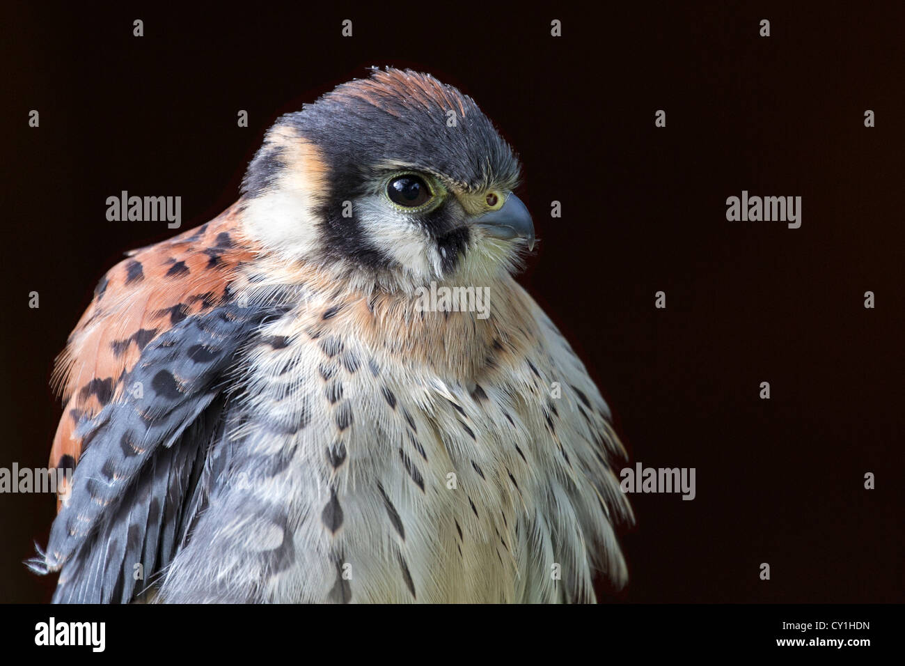 American kestrel hi-res stock photography and images - Alamy