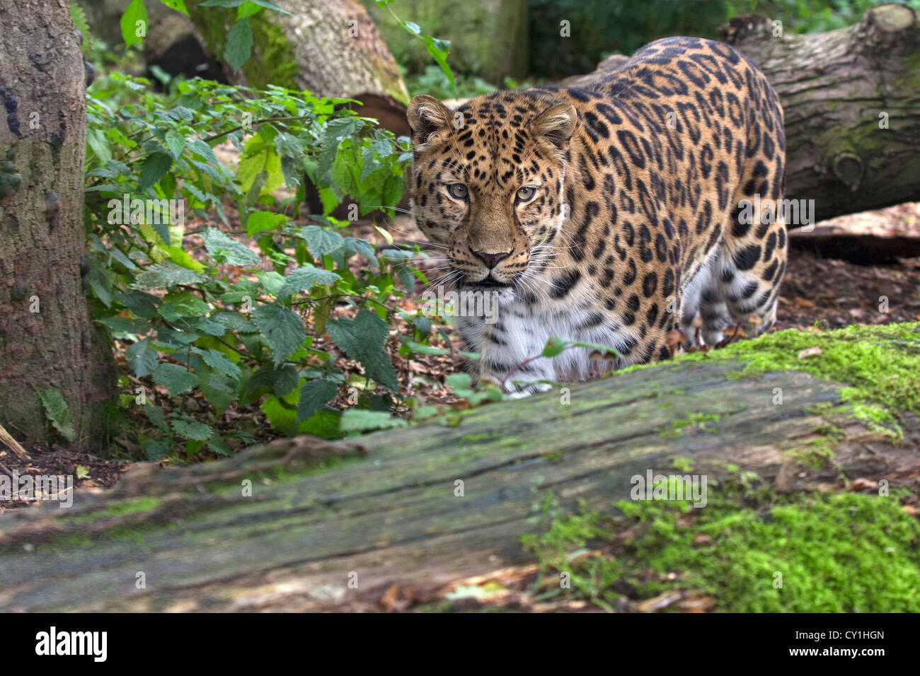 Amur hi-res stock photography and images - Alamy