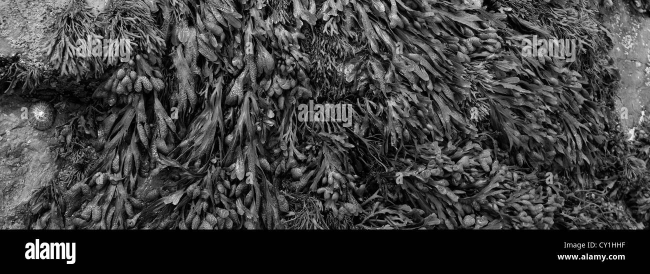Bladder Wrack seaweed, (Fucus vesiculosus Stock Photo - Alamy