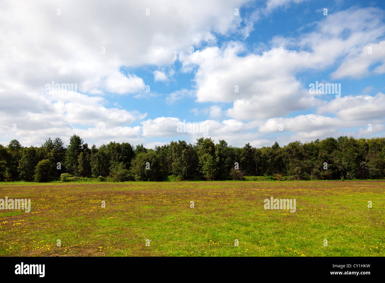 Meadow and the forest during the day Stock Photo - Alamy