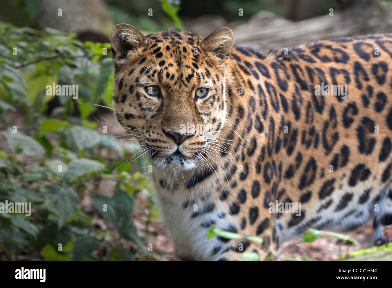 Amur hi-res stock photography and images - Alamy