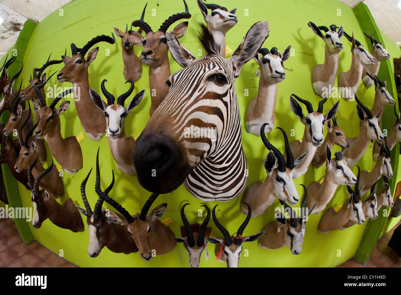 Taxidermy animals hi-res stock photography and images - Alamy