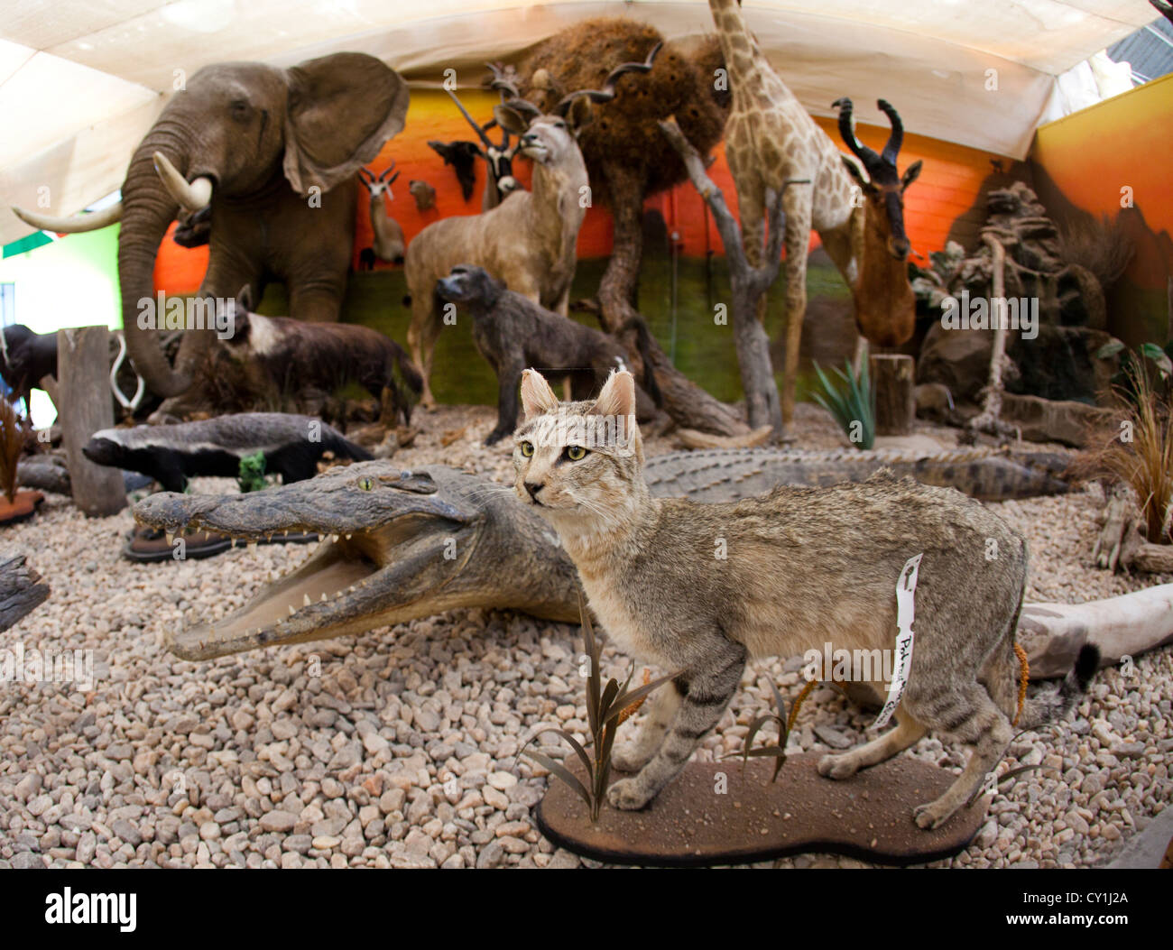 Trophy hunting, elephant hi-res stock photography and images - Alamy