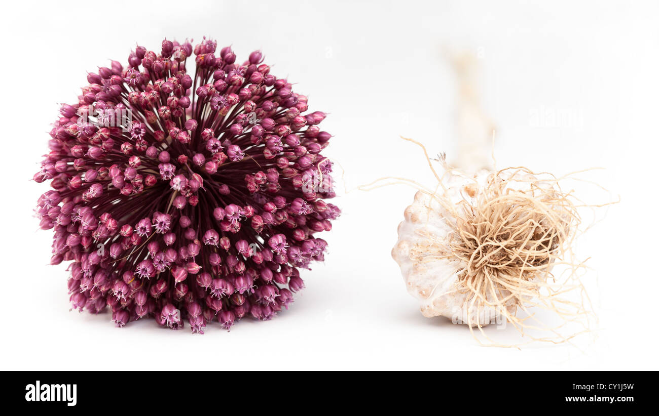 Wild garlic flower and bulb, Cyprus Stock Photo - Alamy