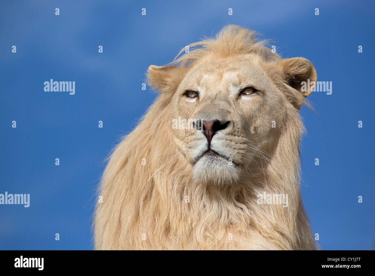 White lion hi-res stock photography and images - Alamy