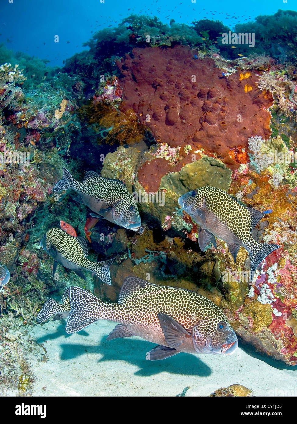 Philippines Tubbataha natural Reserve Stock Photo - Alamy