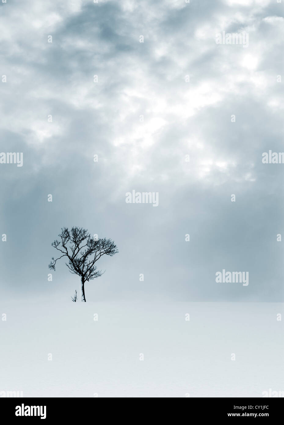 Solitary tree in snowy bleak landscape Stock Photo - Alamy