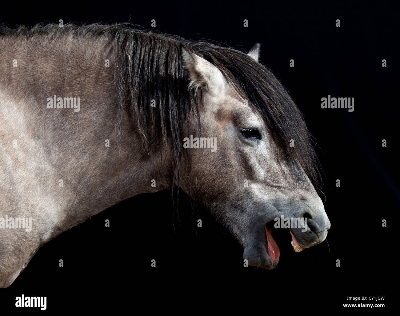 Laughing horses hi-res stock photography and images - Alamy