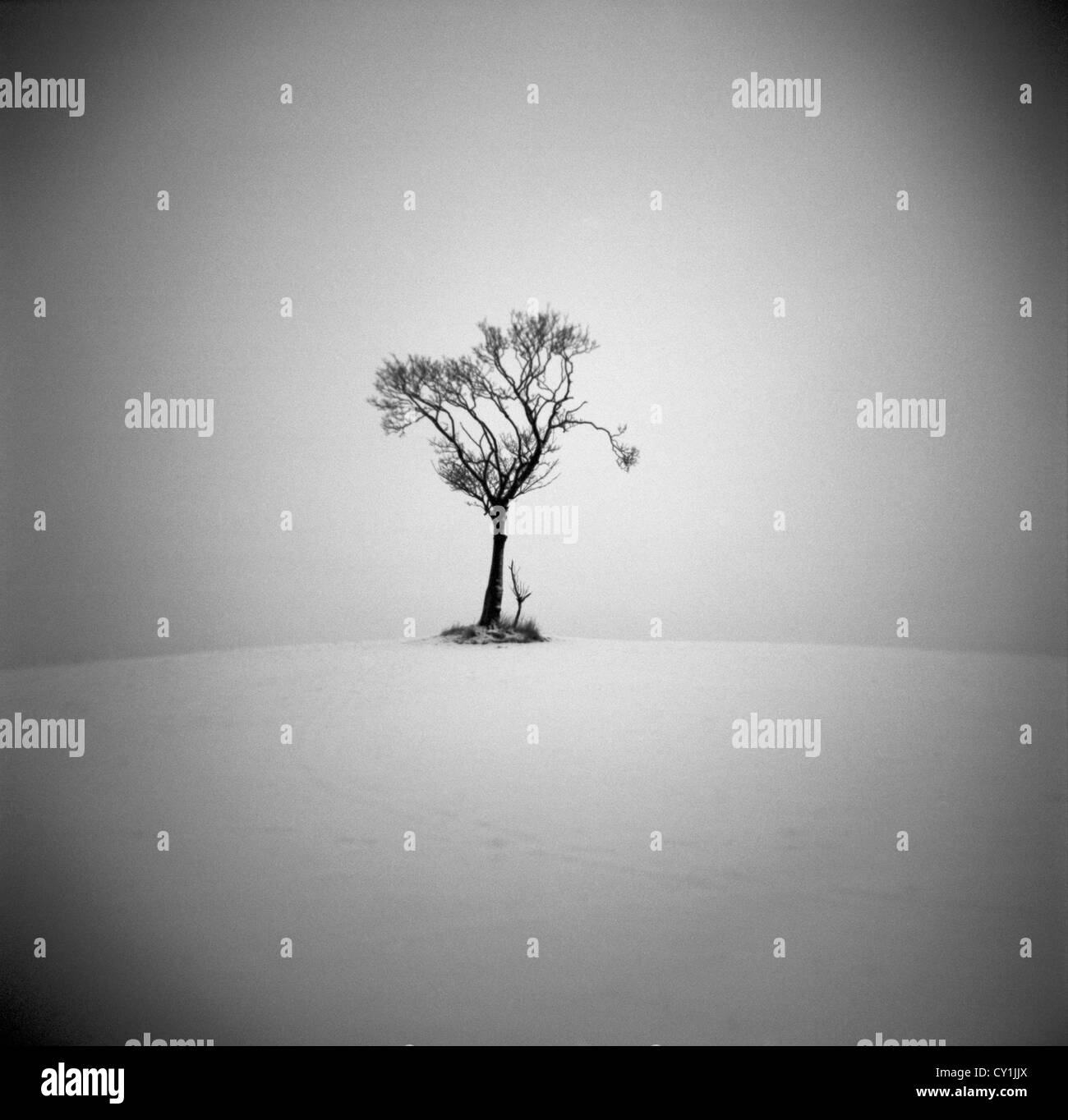 Nature Black and White Stock Photos & Images - Alamy