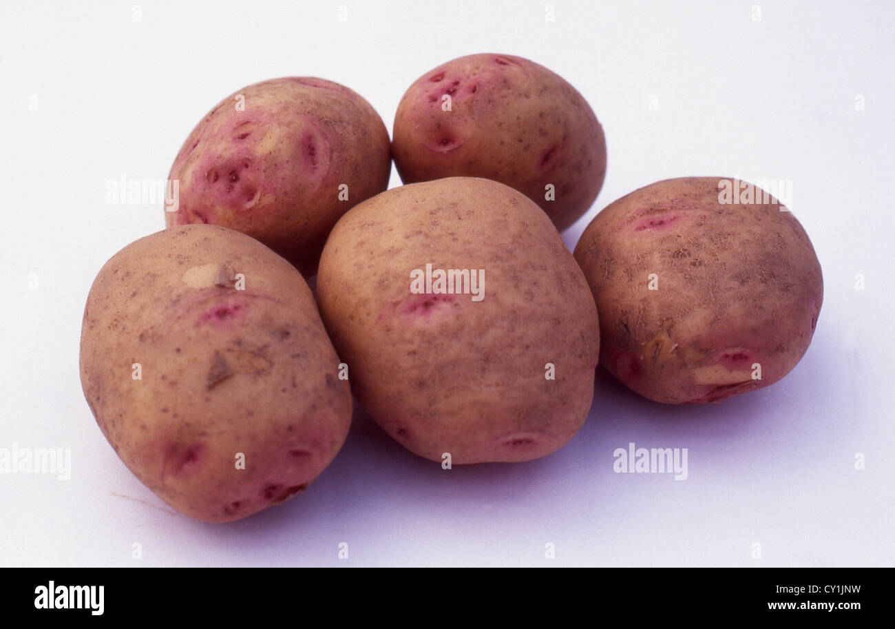 Sample of 5 'Cara' maincrop potato tubers (Solanum tuberosum) on white ...