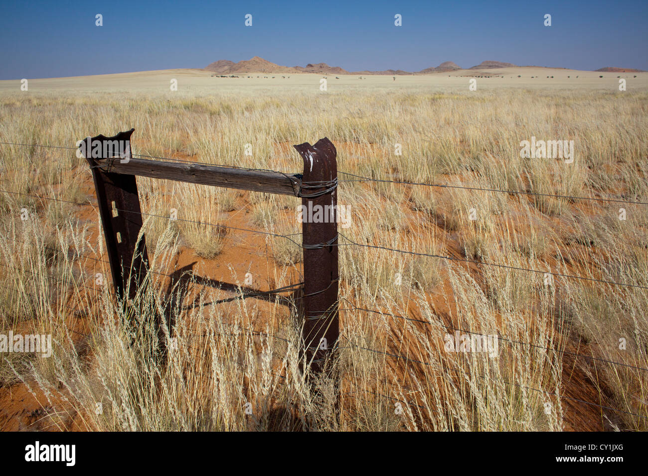 dry grass in the desert, south of windhoek, namibia Stock Photo - Alamy