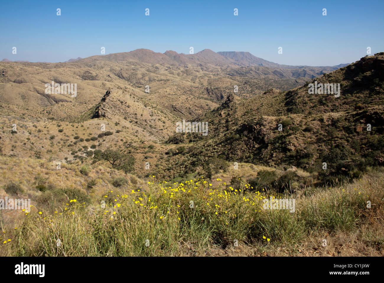 Namibia national flower hi-res stock photography and images - Alamy