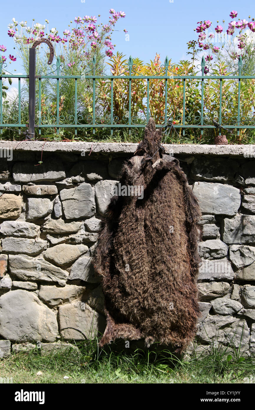 Wild Boar Pelt in an Albanian Garden Stock Photo - Alamy