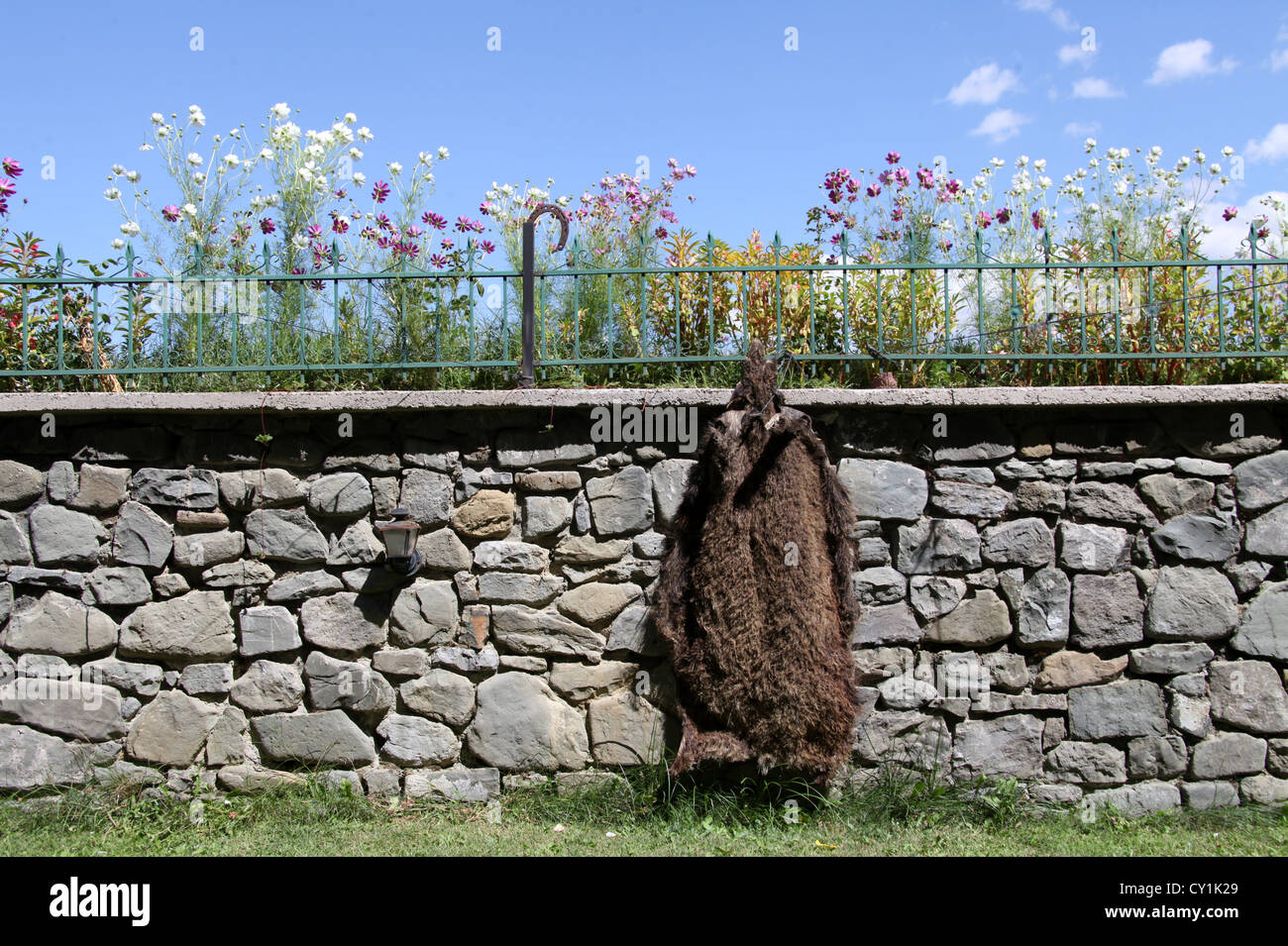Wild Boar Skin on Display in a Restaurant Garden in Albania Stock Photo ...