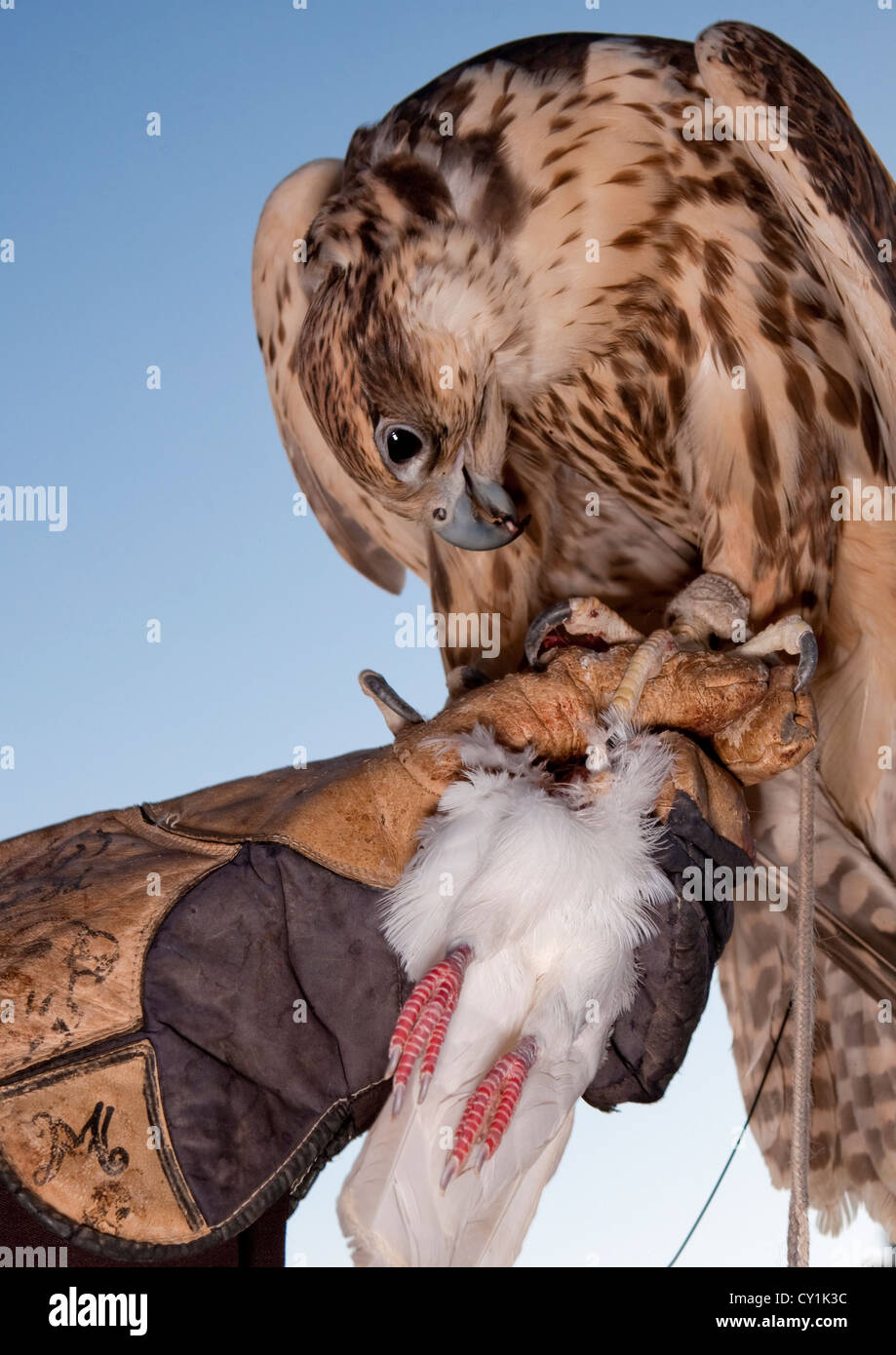 Sakakah High Resolution Stock Photography and Images - Alamy